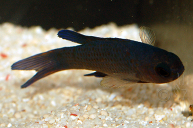 RARE Japanese Randall's Assessor - Assessor randalli