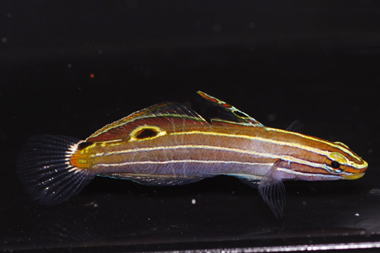Hector's Goby - Koumansetta hectori