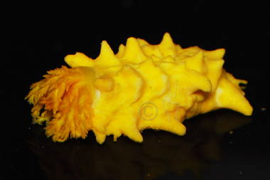 Yellow Sea Cucumber - Colochirus robustus