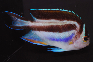 Bellus Angelfish - Female - Genicanthus bellus