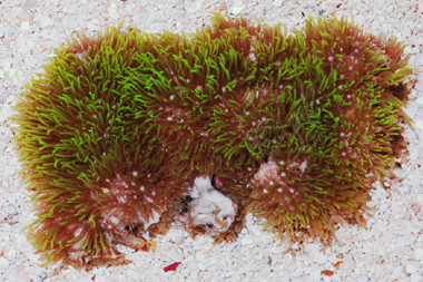 Green Star Polyps - Pachyclavularia spp.