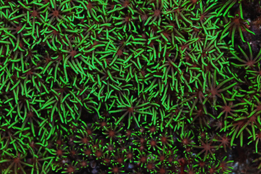 Metallic Green Star Polyps - Pachyclavularia spp.