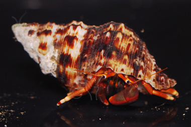 Reef Hermit Crab - Calcinus spp.