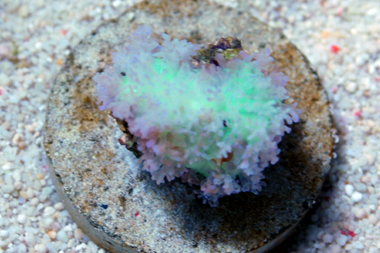 Green Hairy Mushroom - Rhodactis spp.