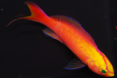 Sunset Anthias - Pseudanthias parvirostris