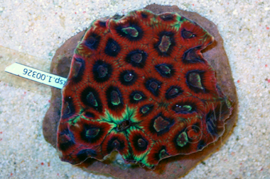 Rainbow Favia Brain Coral - Cultured - Favia spp.