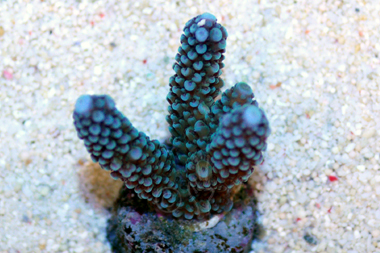 Blue Staghorn Acro Coral - Maricultured - Acropora sp.