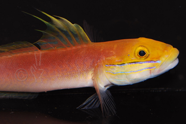 Bella Sleeper Goby - Valenciennea bella