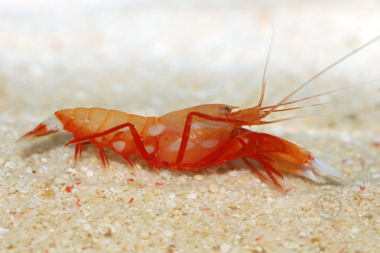 Red-legged Pistol Shrimp - Alpheus sp.