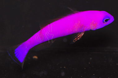 Strawberry Dottyback - Pseudochromis porphyreus