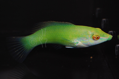 Green Coris Wrasse - Halichoeres chloropterus