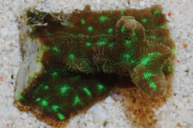 Green Ruffled Ridge Coral - Merulina ampliata
