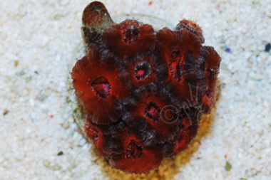 Red Acan Lord - Acanthastrea lordhowensis