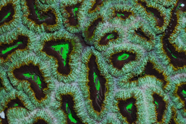 Ultra Aussie Acan Lord Brain - Acanthastrea lordhowensis