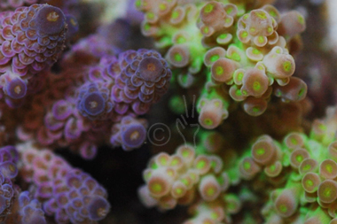 Millepora and Tenuis Acro Coral - Cultured - Acropora tenuis, Acropora ...