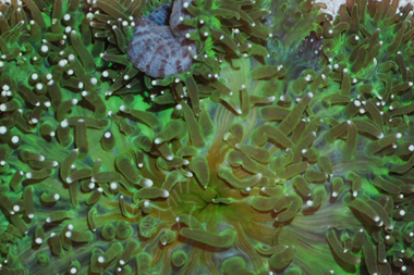 Ritteri Anemone - Purple Base - Heteractis magnifica