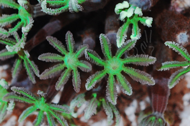 Green Glove Polyps - Clavularia spp.