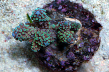 Blue Tipped Green Bushy Acro Coral - Maricultured - Acropora sp.