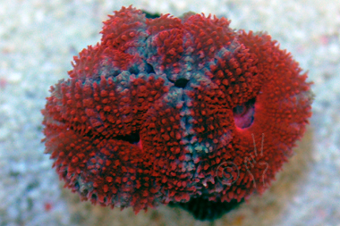Pink Center Red and Teal Acan Lord Frag - Acanthastrea lordhowensis
