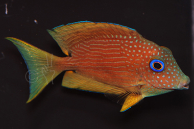 Blue Eye Tang - Ctenochaetus binotatus