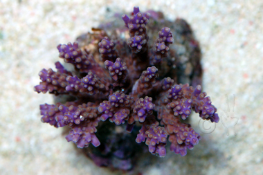 TriColor Acro Coral with Trapezia Crab - Maricultured - Acropora valida ...