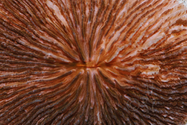 Plate Coral - Fungia spp.