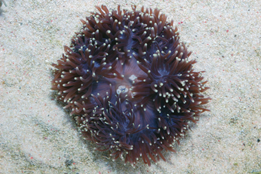 Yellow Tip Ritteri Anemone - Brown Base - Heteractis magnifica