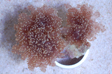 RARE Gold Frogspawn Coral - Euphyllia paradivisa