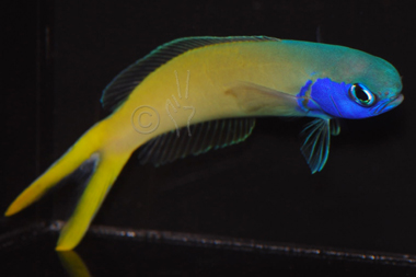 Bluehead Tilefish - Hoplolatilus starcki