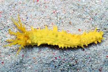 Yellow Sea Cucumber - Colochirus robustus