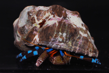 Electric Blue Knuckle Hermit Crab - Calcinus elegans