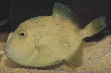 Stone Triggerfish - Juvenile - Pseudobalistes naufragium?