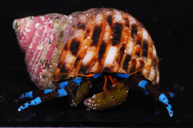 Electric Blue Knuckle Hermit Crab - Calcinus elegans
