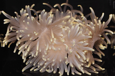 Sebae Anemone - Heteractis crispa