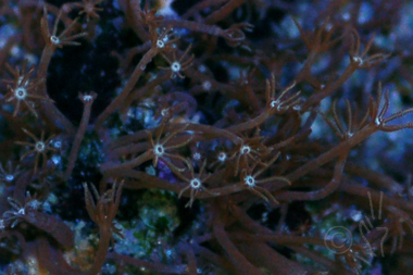 Waving Hand Anthelia - Anthelia spp.