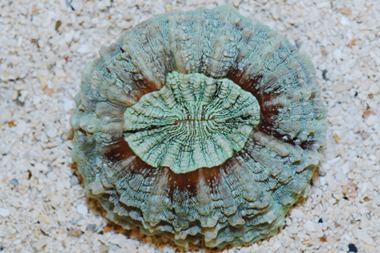 Tooth Coral - Cynarina deshayesiana