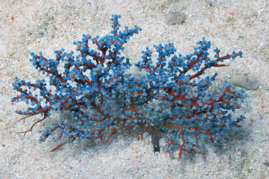 Blueberry Gorgonian Coral