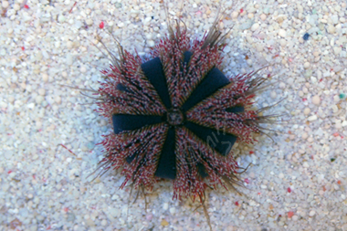 Royal Urchin - Mespilia globulus
