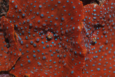 Blue Spotted Red Mushrooms - Discosoma spp.