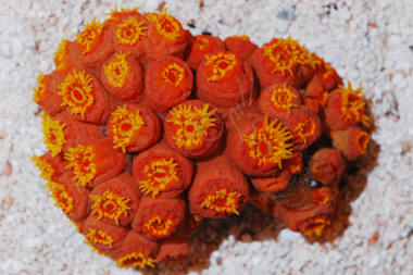Sun Polyp Coral - Tubastrea spp.