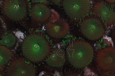 Green Paly's - Protopalythoa spp.
