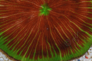 Fragile Plate Coral - Diaseris fragilis