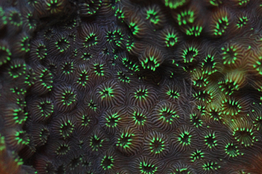 Purple and Green Flowering Pavona - Pavona maldivensis