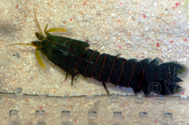 Purple Spot Mantis Shrimp - Gonodactylus smithii