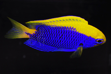 Starck's Damselfish - Chrysiptera starcki