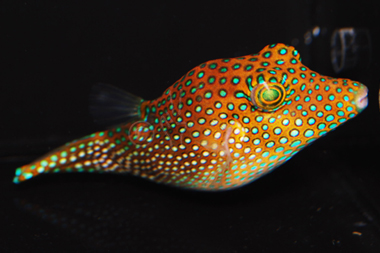 Blue Spot Toby Pufferfish - Canthigaster solandri