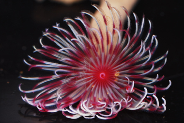 Pink and White Dwarf Feather Duster - Bispira spp.