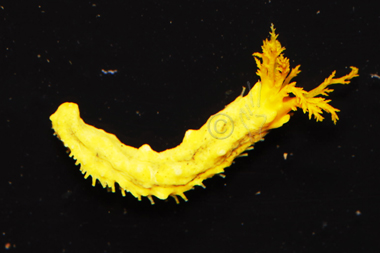 Yellow Sea Cucumber - Colochirus robustus