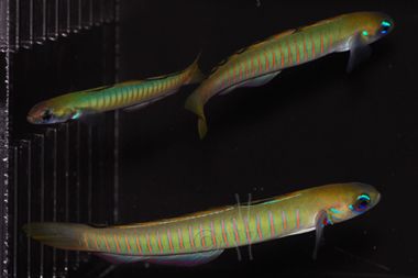 3 Zebra Barred Dartfish - Ptereleotris zebra