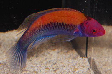 Orange Back Fairy Wrasse - Cirrhilabrus aurantidorsalis